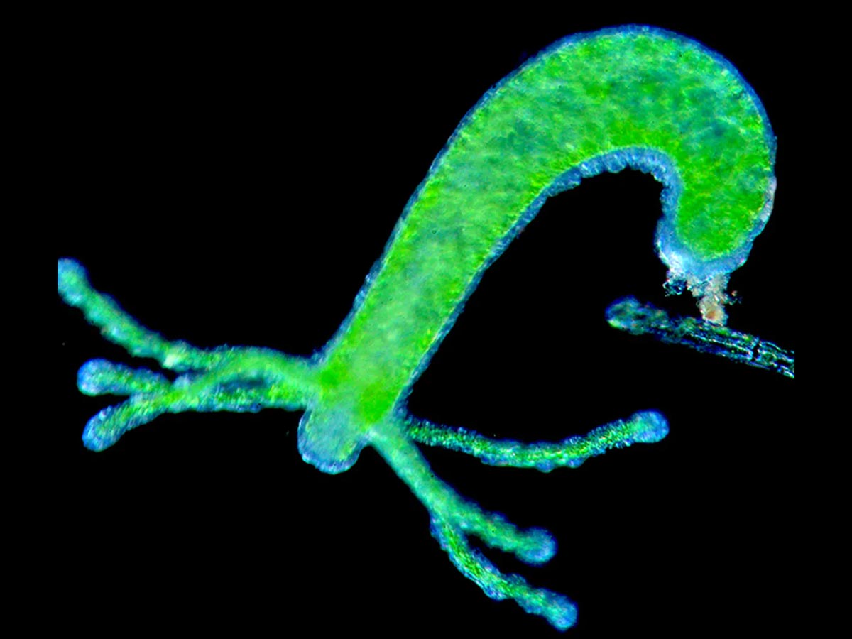 8 Creatures That Can Live Forever