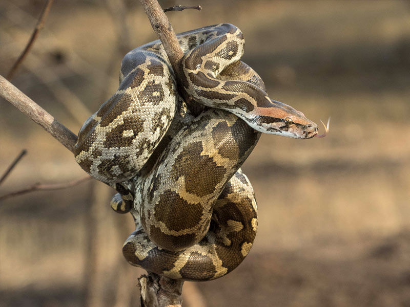 10 Beautiful Non Venomous Snakes, you Shouldn't Worry About