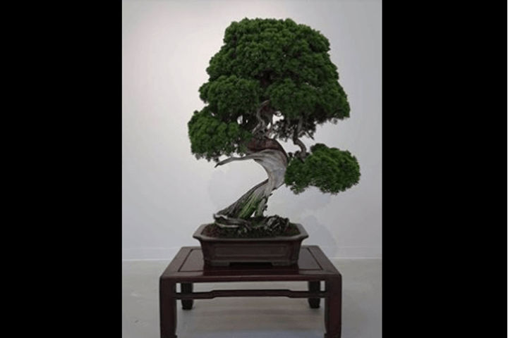 Couple's emotional plea to thieves who stole 400-year-old Bonsai tree ...