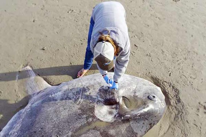 First time in 130 years, a giant sunfish washed up on a beach in ...