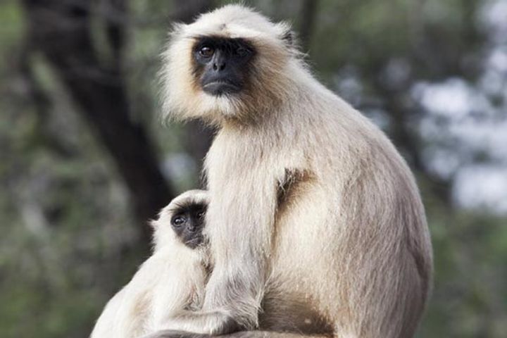 Chinese & US Researchers create 'Transgenic Monkeys' that have human ...