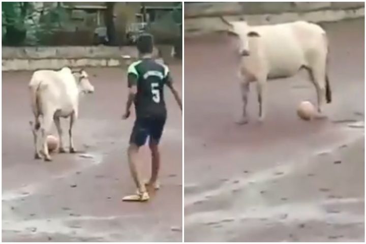 Internet rejoiced to see cow playing football with group of boys in ...