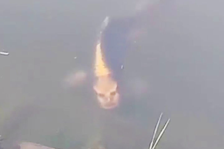 Fish with ‘human-like face’ spotted in Chinese village - Shortpedia ...