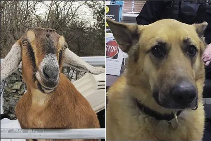 Goat and dog fighting to become honorary member in a Texas town ...