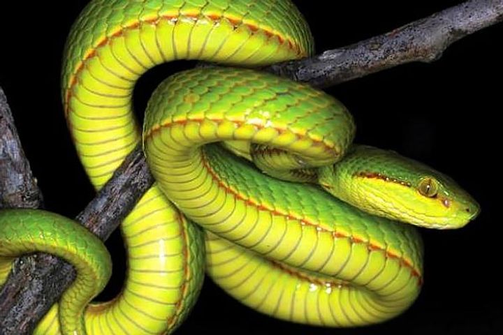 New species of green pit vipers discovered in Arunachal Pradesh, named ...