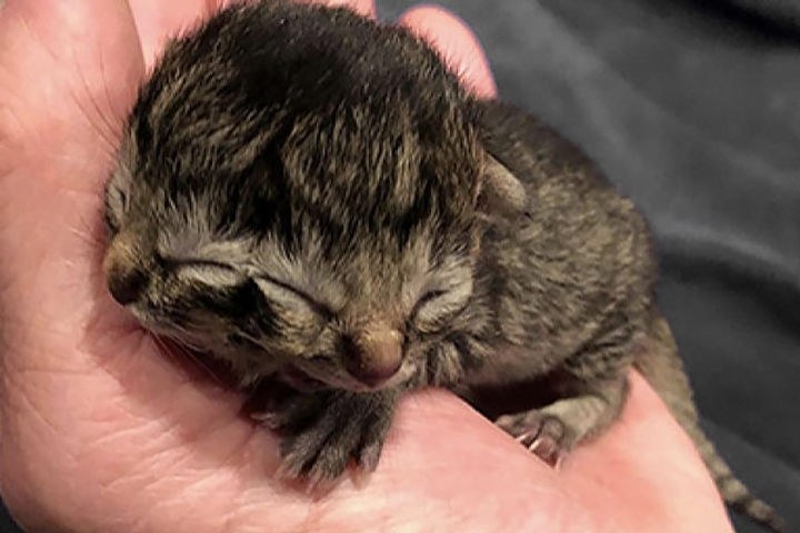 Kitten with two faces born in New York - Shortpedia News App