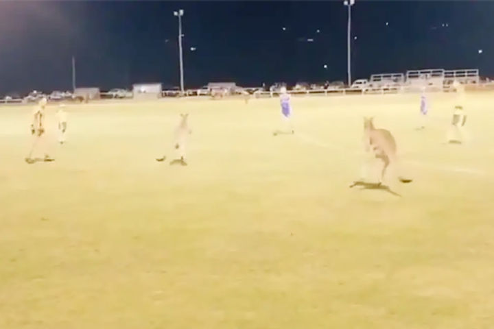 Kangaroos disrupt a football match in Australia, netizens say doesn't ...