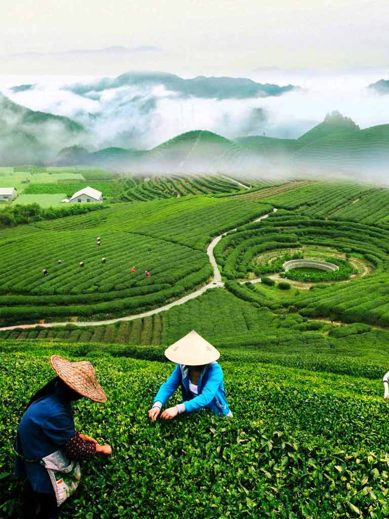 Business Web Stories : 5 Biggest Tea Producing Countries In The World ...