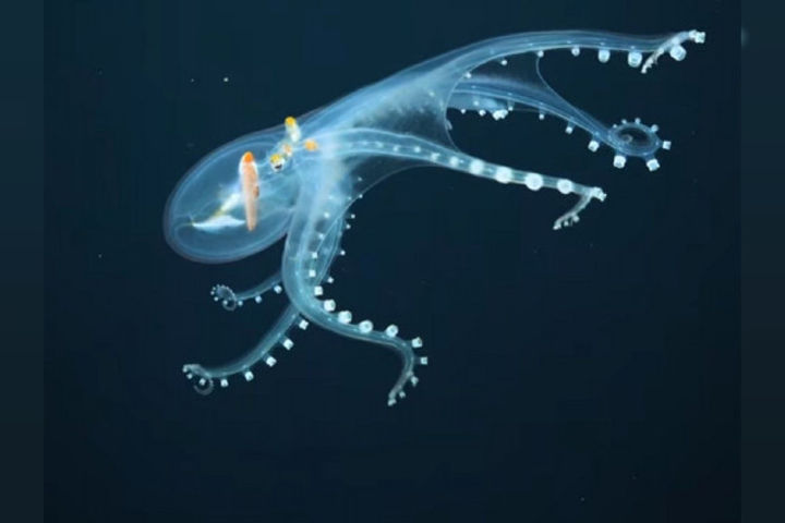 Rare 'glass octopus' found in central Pacific Ocean; scientists took ...